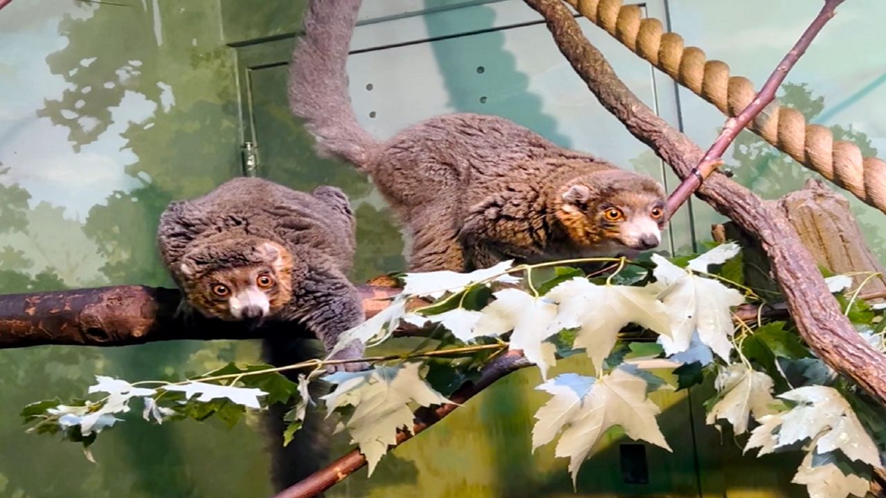 FirstEnergy donates vegetation trimmings to Akron Zoo