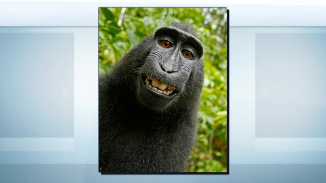 Macaque Naruto Monkey Location
