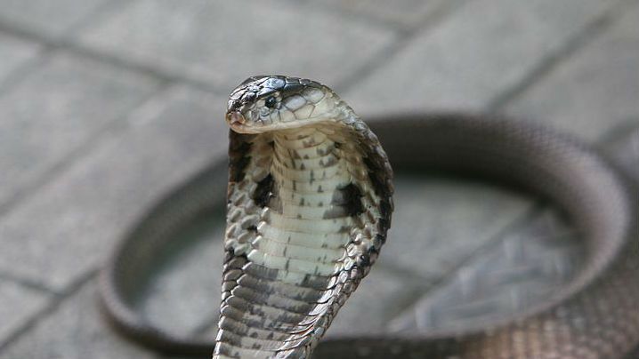 Austin Cobra an Instant Social Media Celebrity