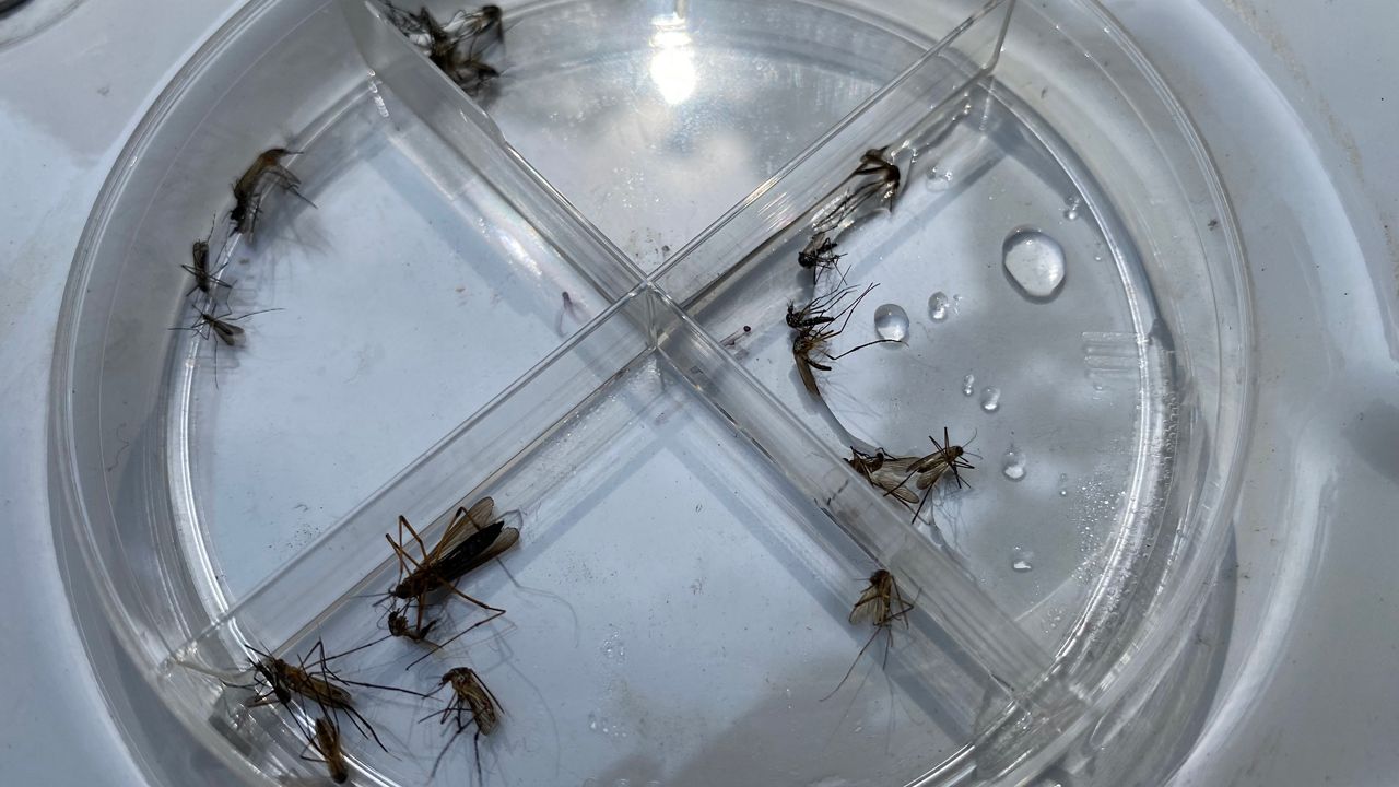 Reducing mosquitoes in your yard during the peak season