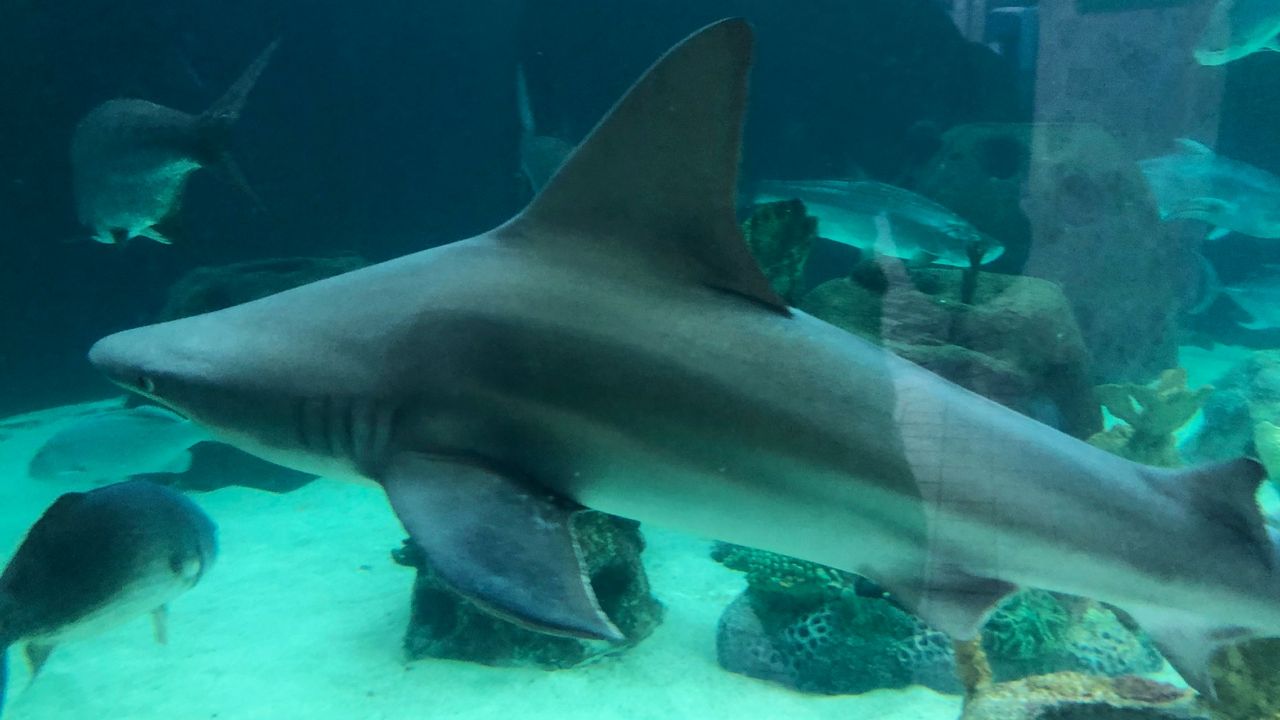 Florida on a Tankful: Mote Marine Lab and Aquarium