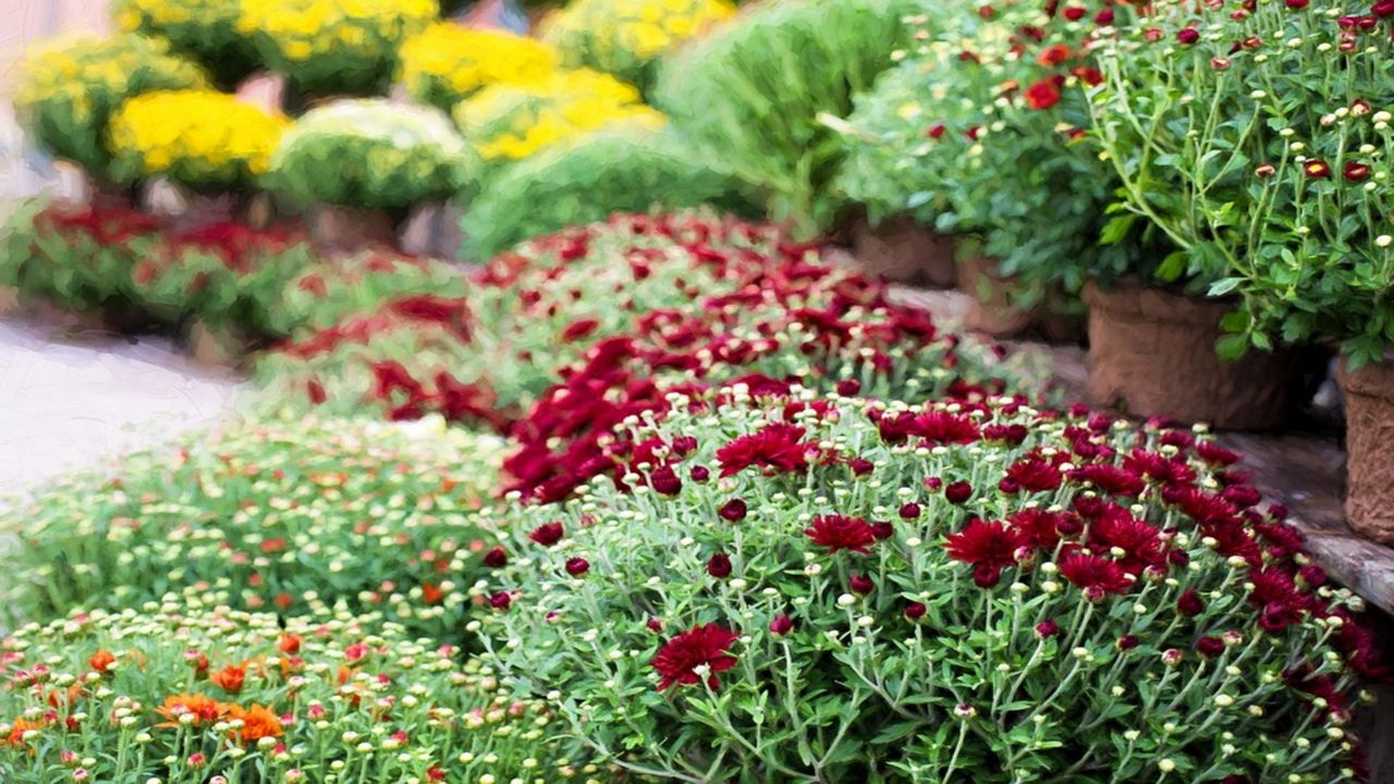 Fall is officially here and that means it's mums season