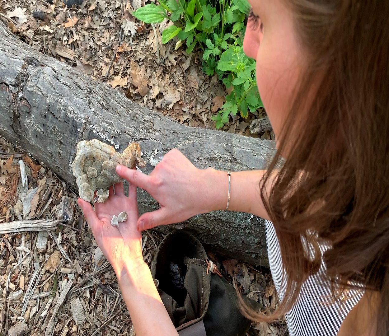 Researcher grows mushrooms, studies health benefits