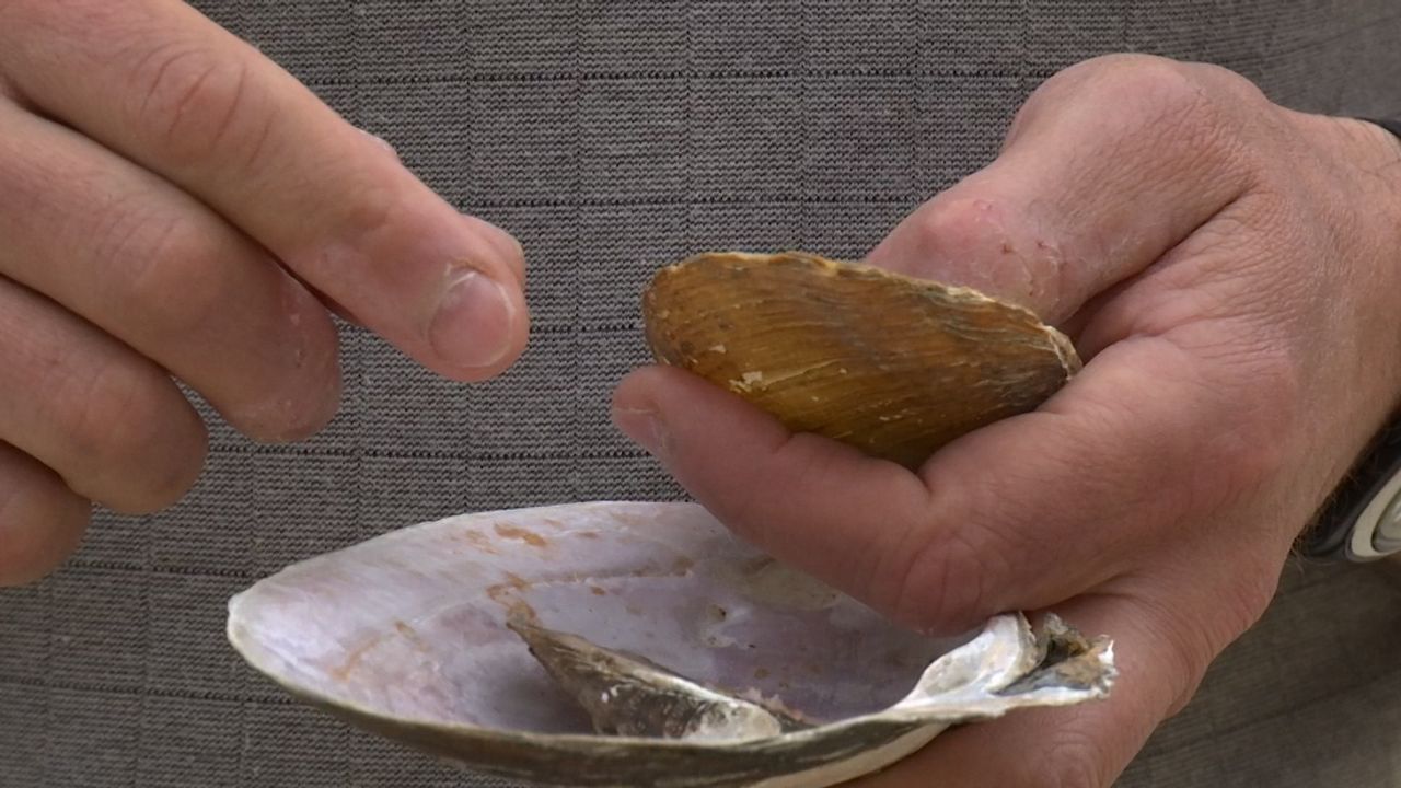 Freshwater Mussels are dying in North America, putting water quality in ...