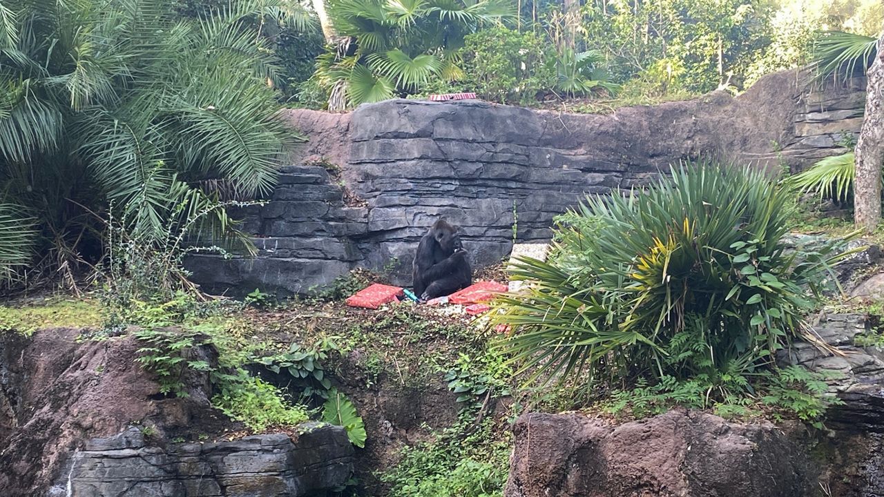 Disney uses technology to create animal enrichment