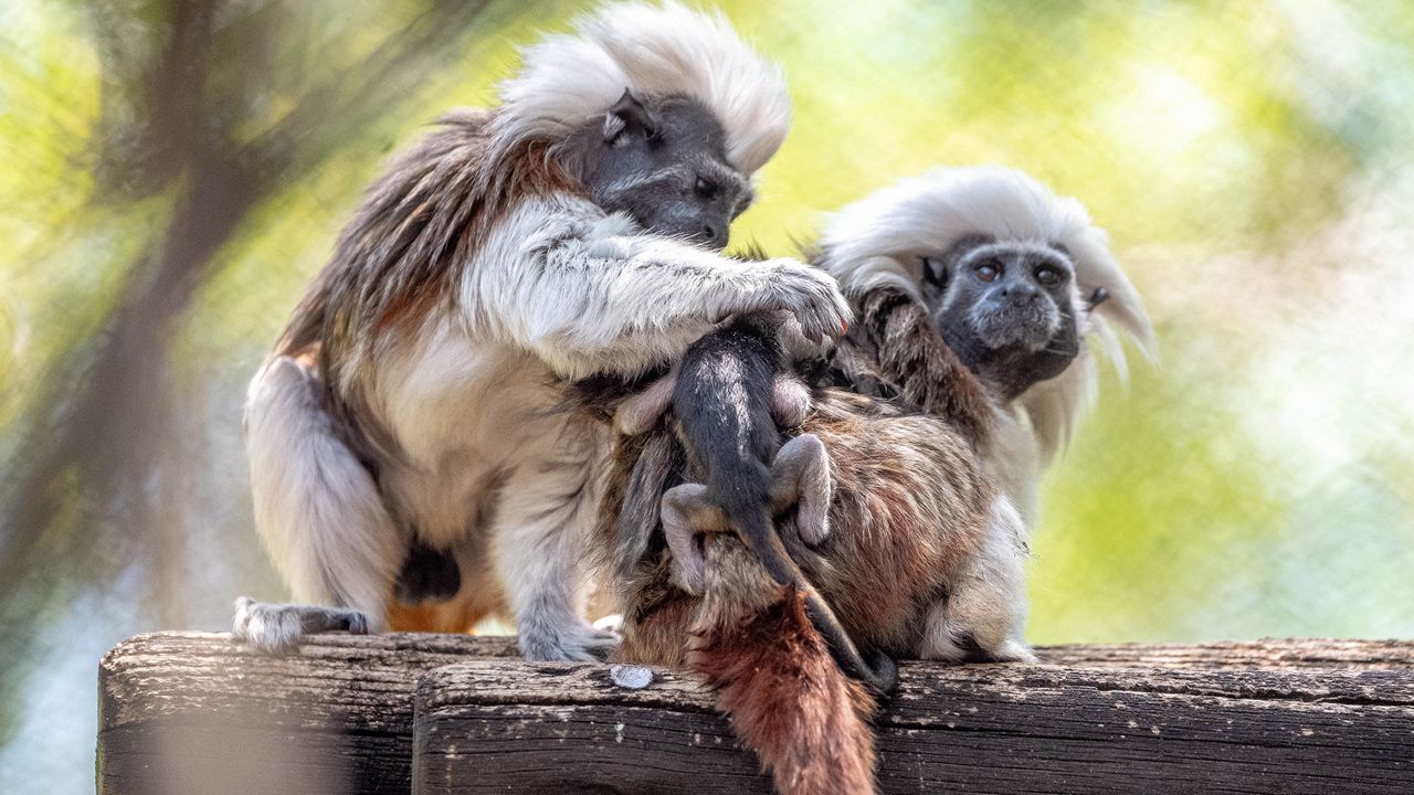 Pair of cotton-top tamarin monkeys born at Disney World