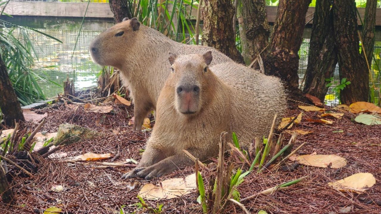 Gatorland adds Capybara Encounter to lineup