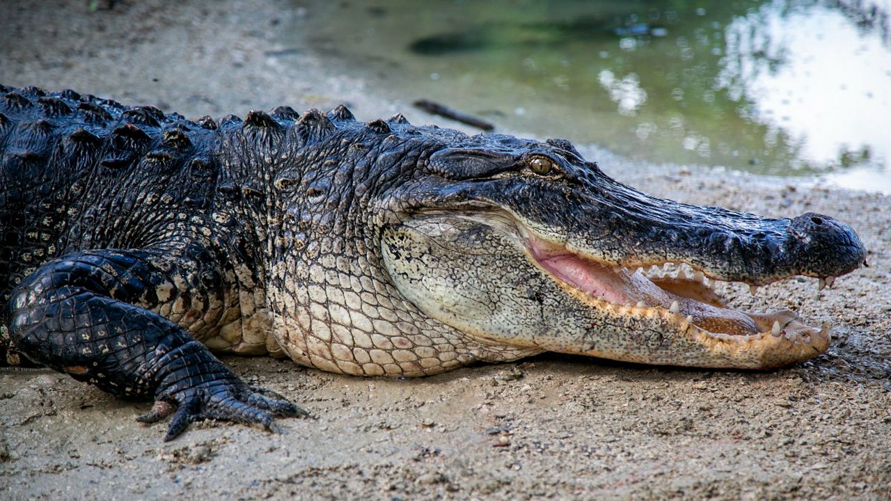 Gatorland welcomes its 1st rescued gator of the year