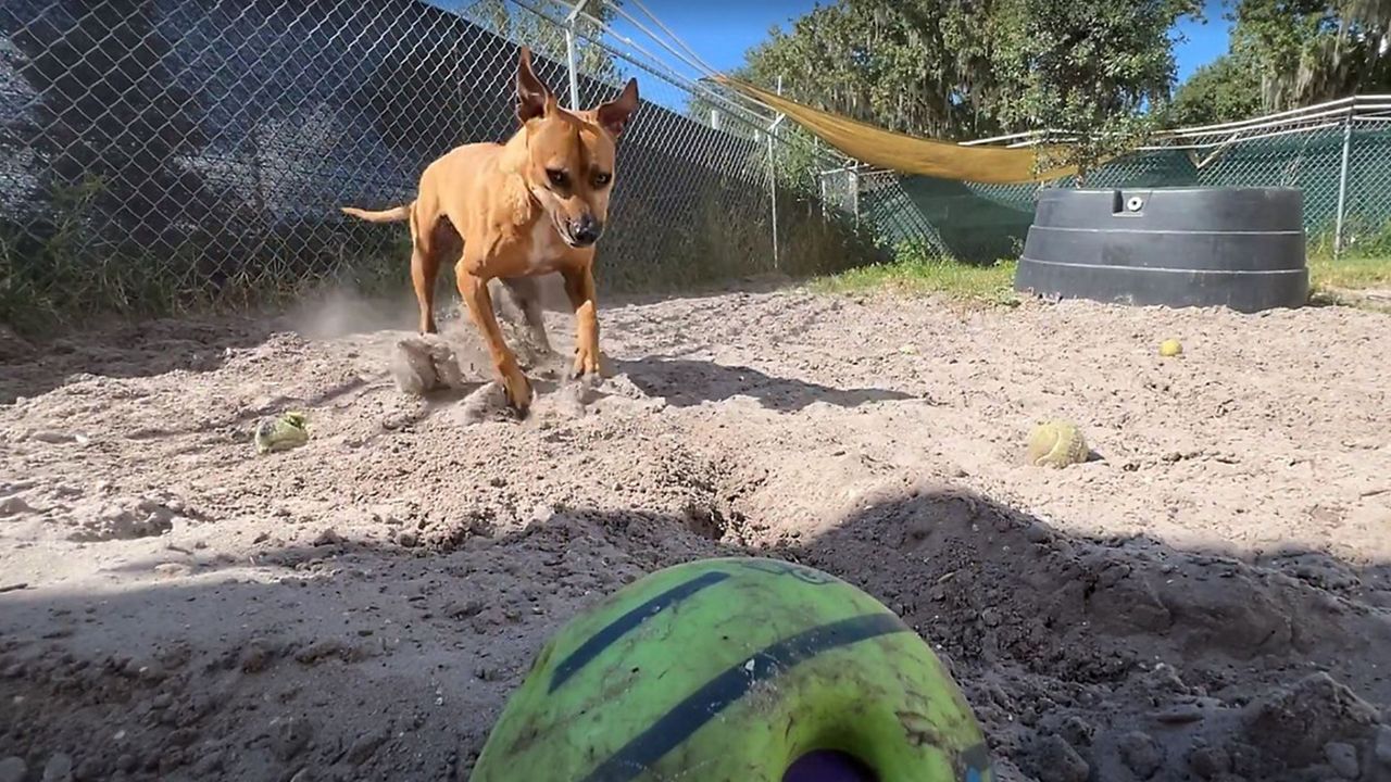 Pets and climate change