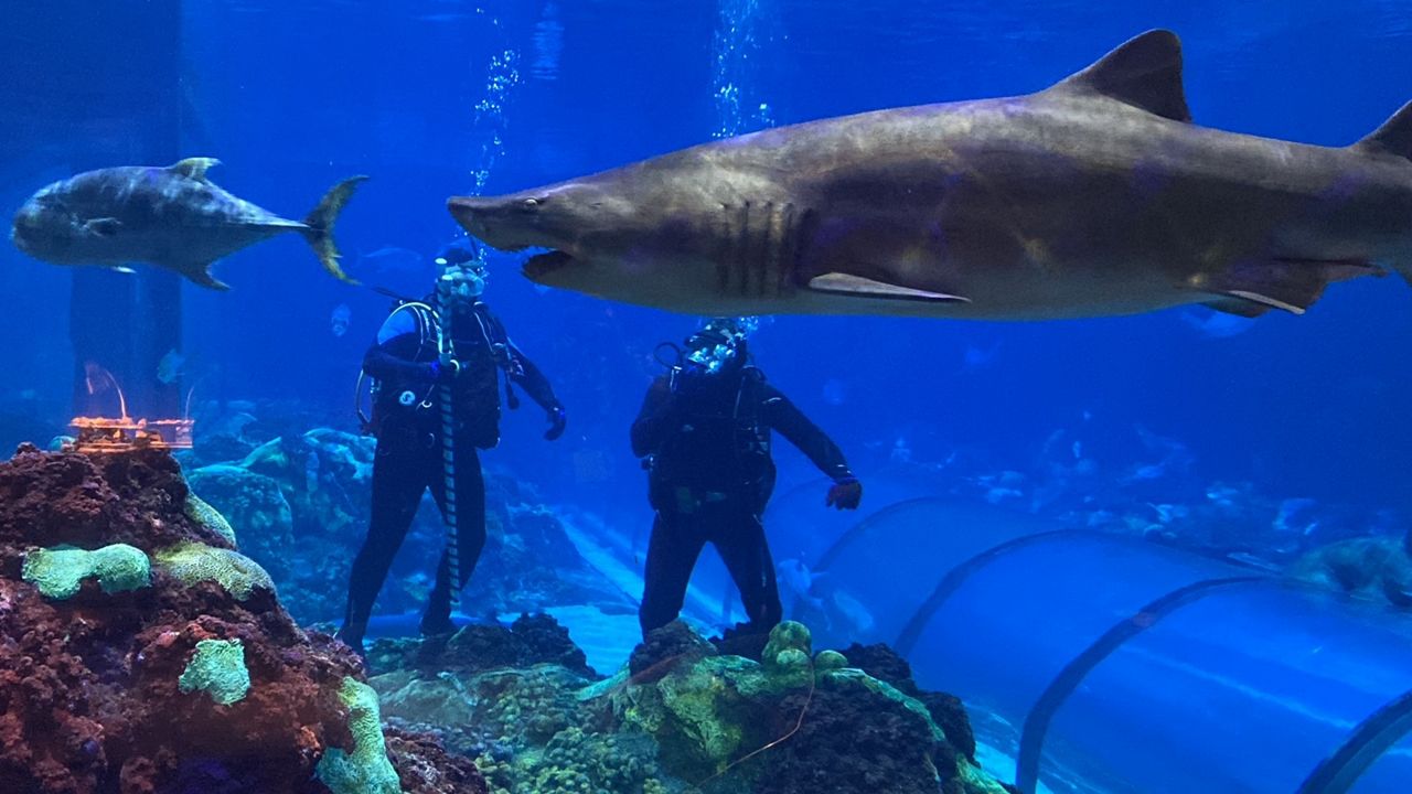 SeaWorld dispels shark myths with behind-the-scenes offering