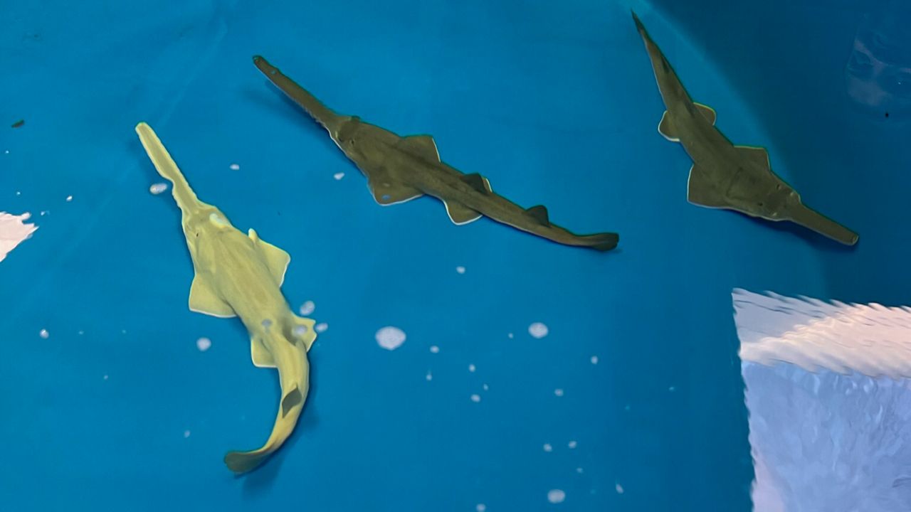 Three endangered smalltooth sawfish born at SeaWorld Orlando