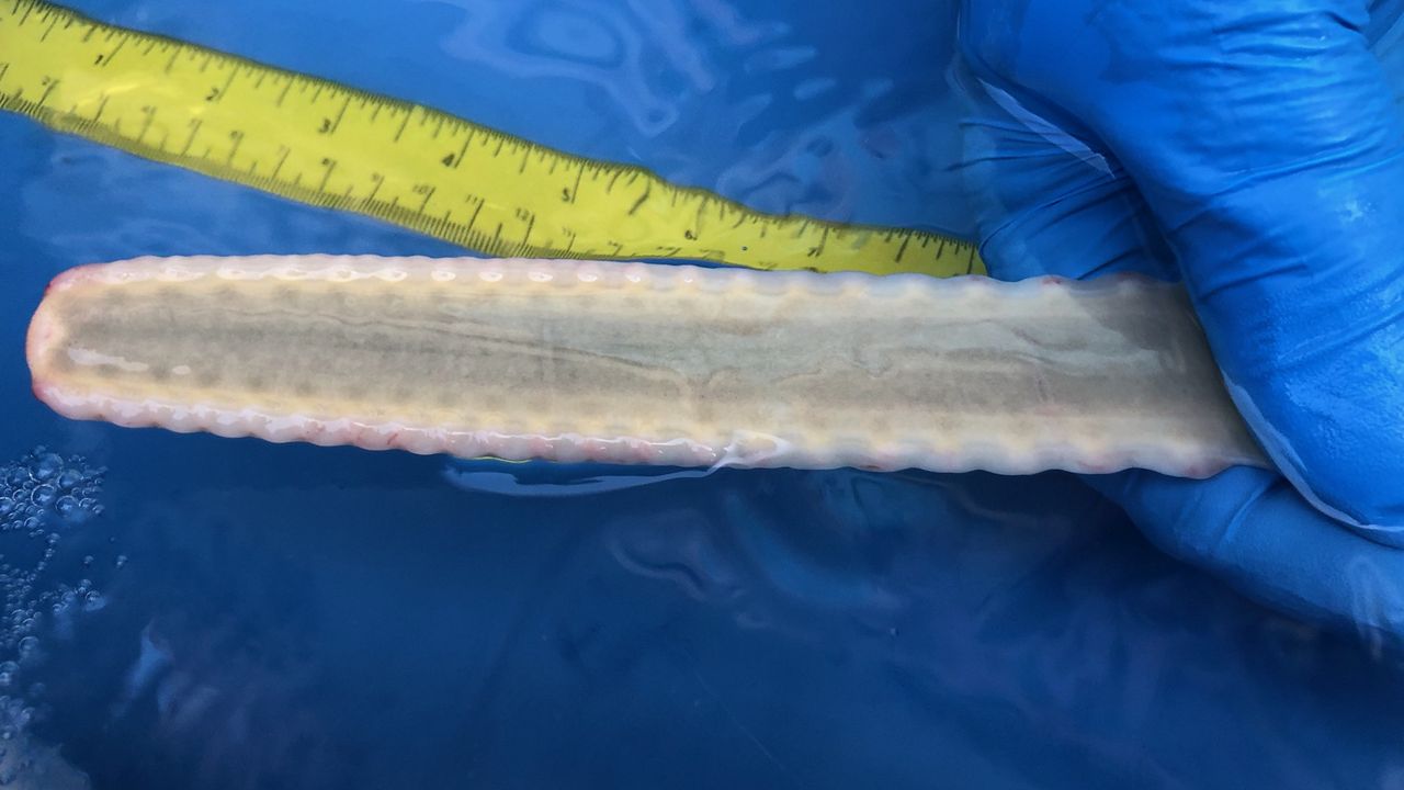 Three endangered smalltooth sawfish born at SeaWorld Orlando