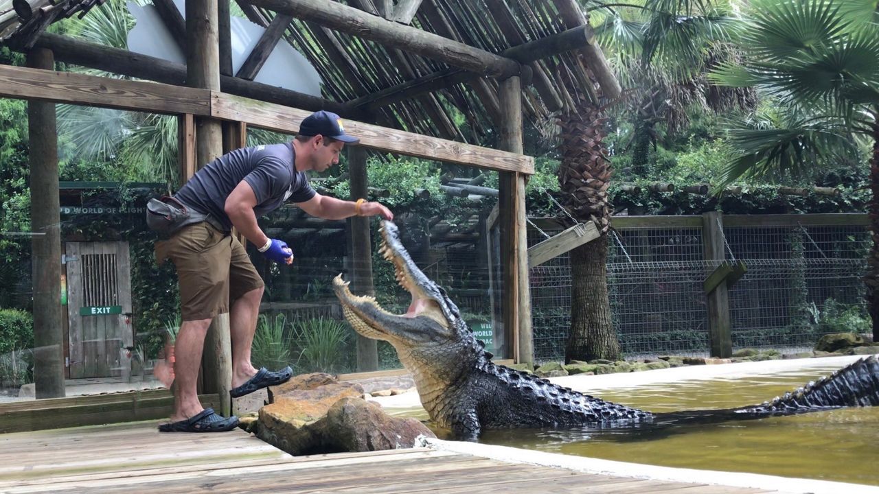 Gator Week returning to Wild Florida this month
