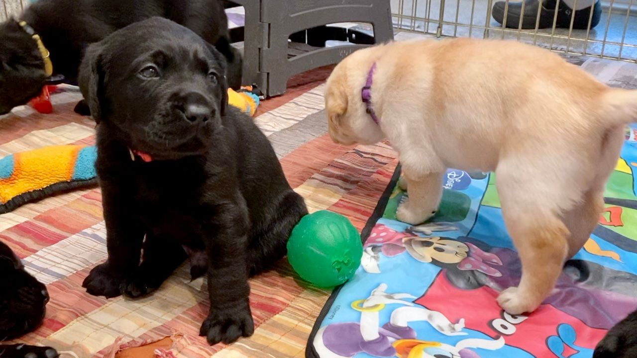 NEADS opens new breeding facility