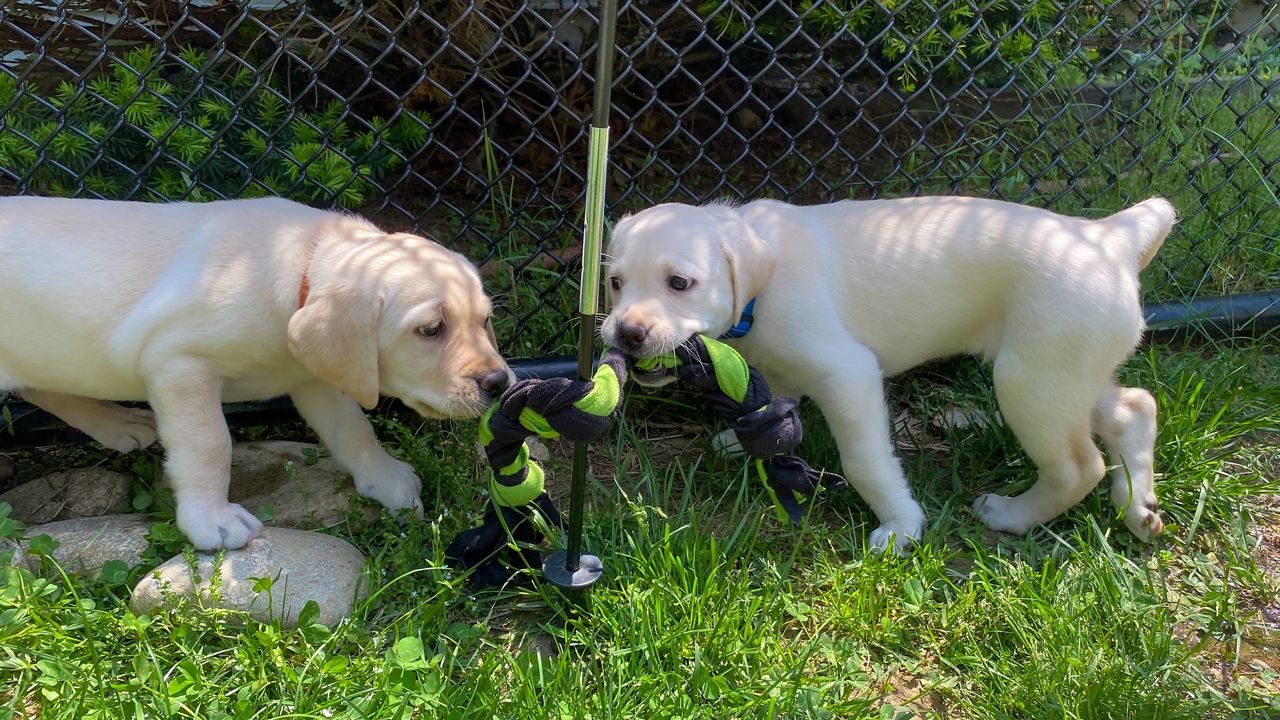 NEADS building new $2.6 million puppy breeding center