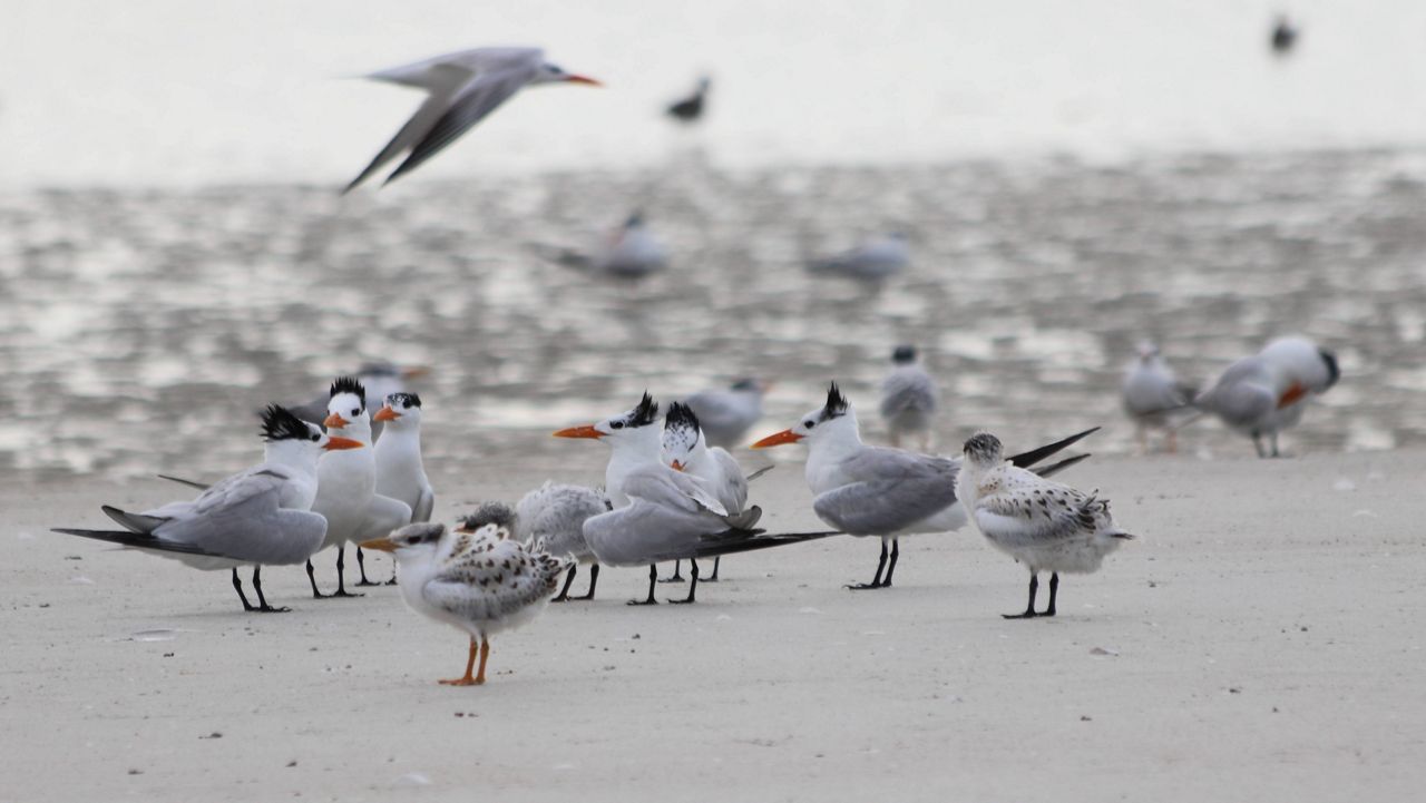 Tips to protect nesting sea turtles, shorebirds in Florida