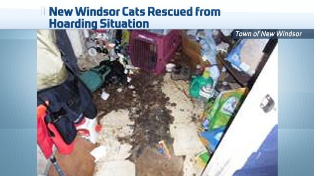 21 Cats Rescued from Hoarding Situation in New Windsor
