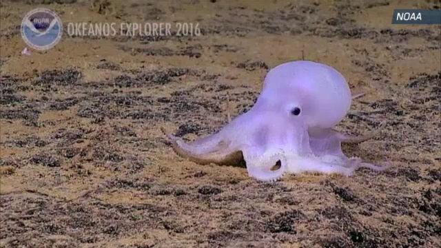 Scientists Find New Species of Octopus