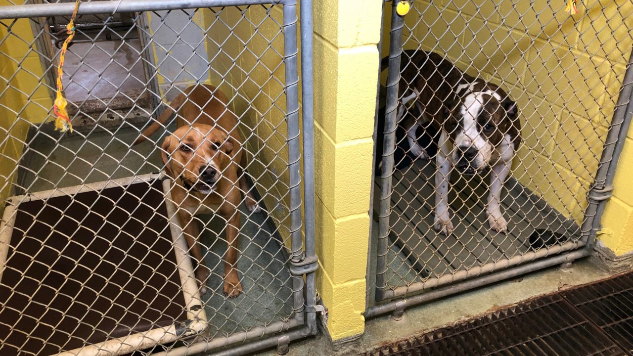 Niagara SPCA saved 15,000+ animals since becoming no-kill shelter in 2012