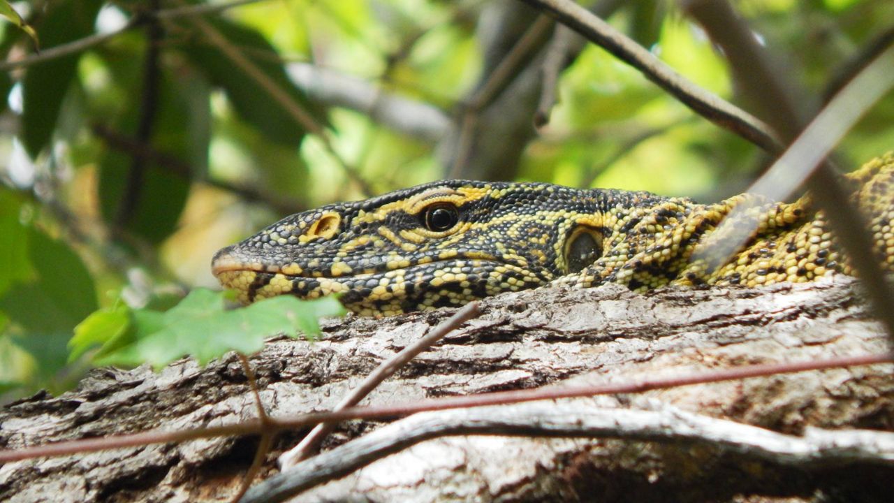 Meet USF’s ‘Lizard Hunter,’ who sometimes snags raccoons too