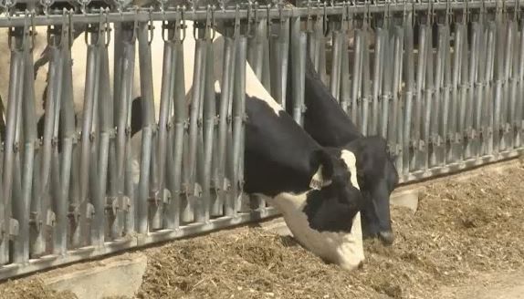 Noblehurst Dairy Farm Uses food Waste to Create Clean Energy