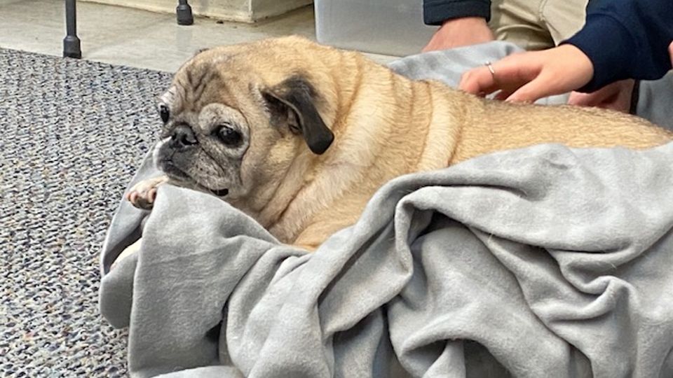 TikTok famous pug, Noodle, predicts 'bones day' at Rochester school