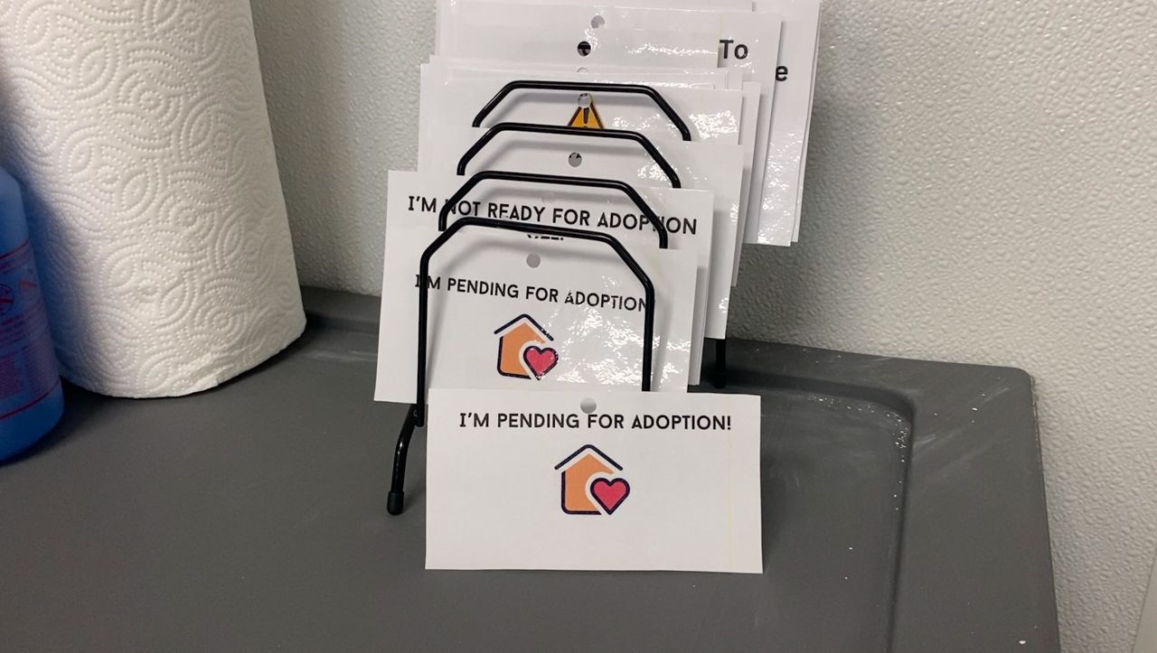 New shelter no paws left behind