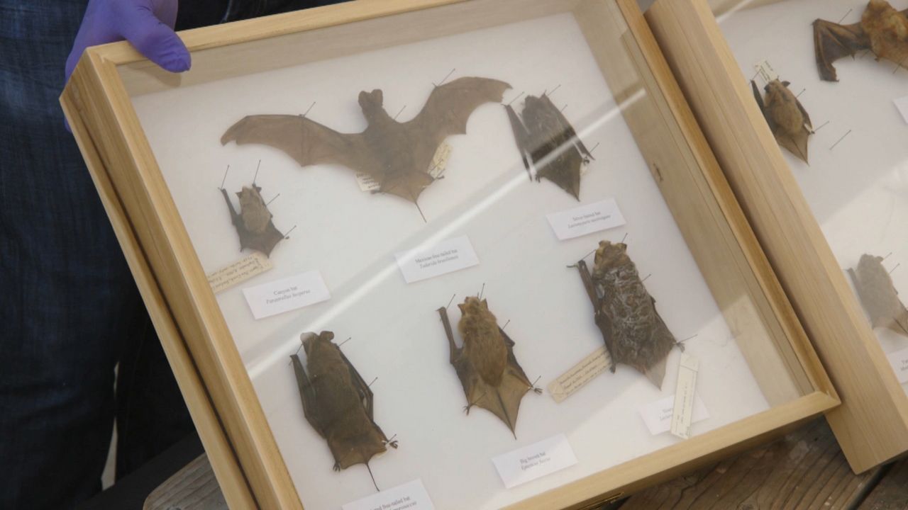 Bat Survey Educates Angelenos on Bats in Urban Areas