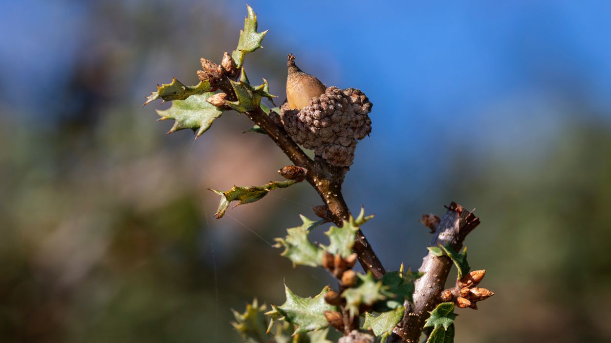Plants in San Diego Zoo Wildlife Alliance's Frozen Zoo