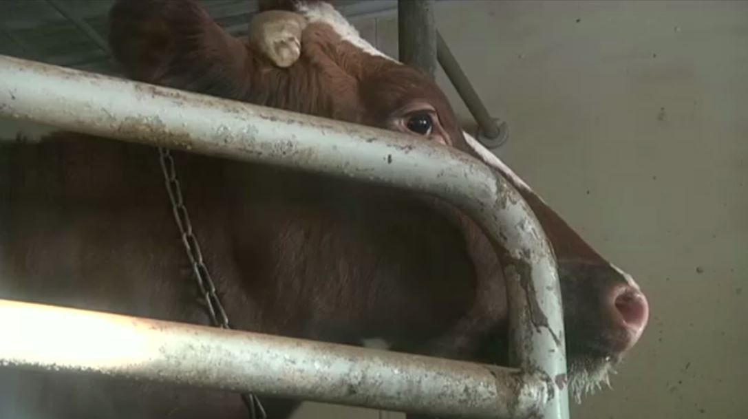 A Dangerous Disease For Cattle
