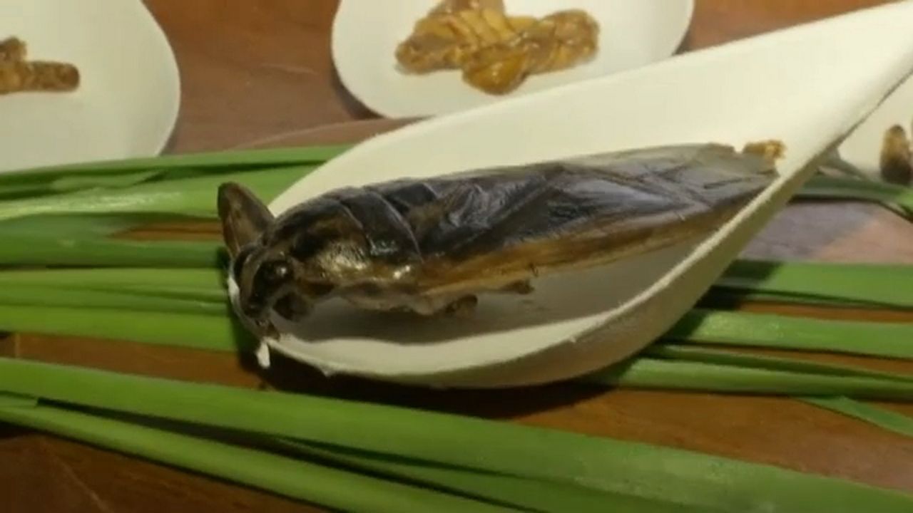 Chefs create creepy-crawly cuisine for Bugs Edible Insect Festival in ...
