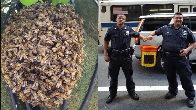 NYPD Captures Swarm of Bees Outside Grand Central