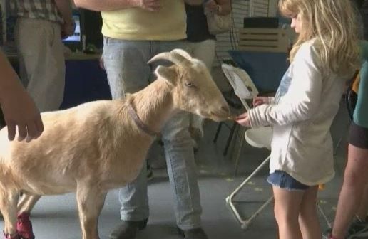 Amputee Animal Has Goat to Put a Smile on Your Face