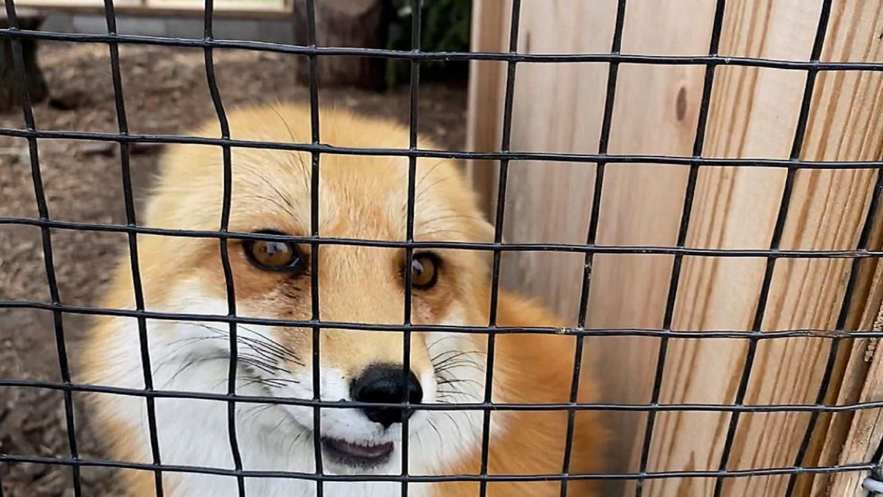 Nature's Nursery animal rehab looks for funds for new space