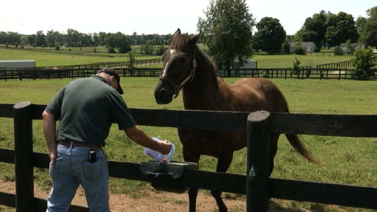 Old Friends Farm: A safe place for retired racehorses