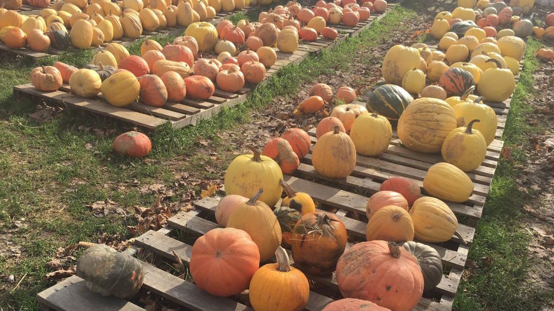 From Patch to Pit: Cows Benefit From Pumpkin Scraps
