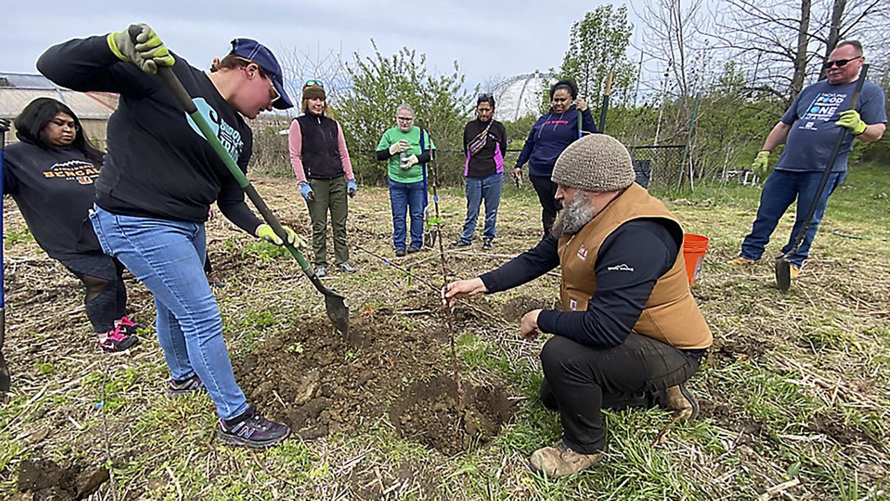 Volunteers plant fruit trees, creating an urban orchard