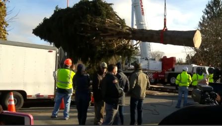 Rockefeller Center Christmas Tree to be Cut Down in Oneonta