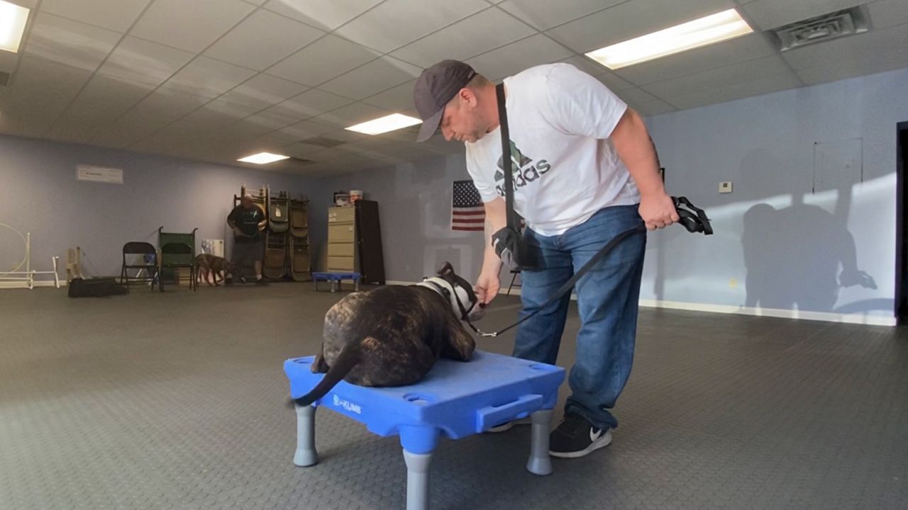 Operation At Ease National Service Dog Month