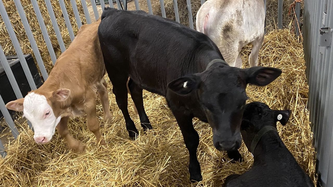 Oswego County Fair kicks off Wednesday