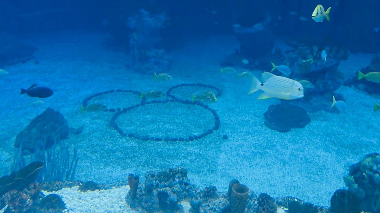 5 things to know about The Sea with Nemo & Friends at EPCOT