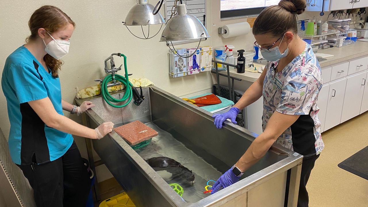 Florida Wildlife Hospital marks 50 years of aiding wildlife