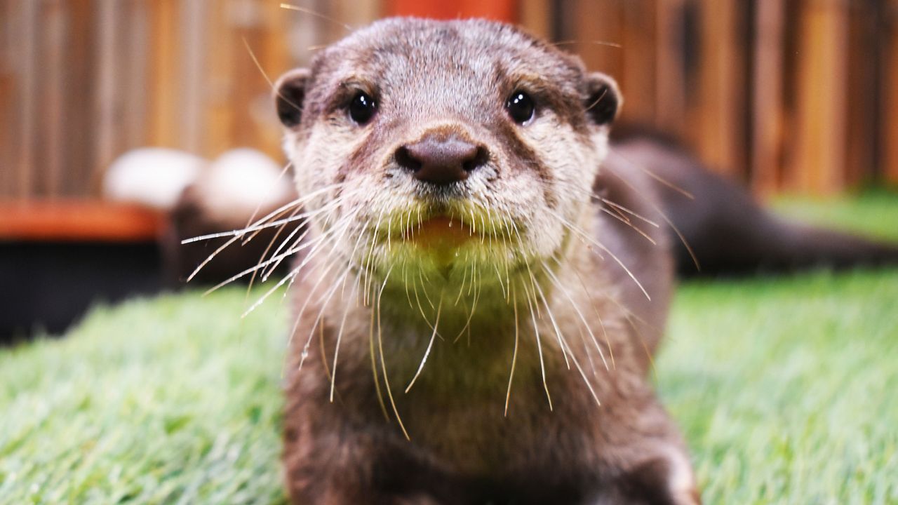 "Animal Encounters" Build Passion for Conservation, Animals