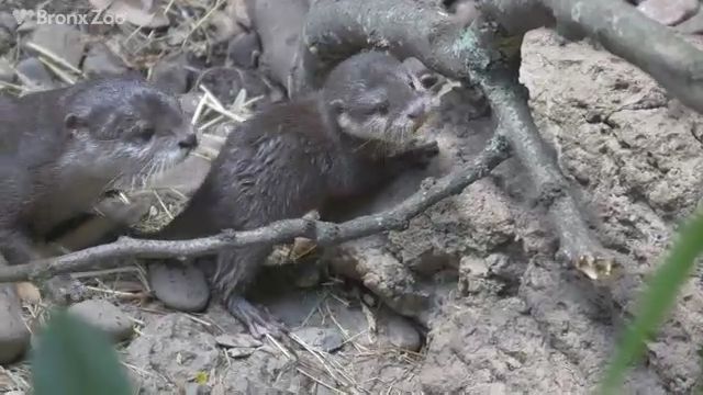 Bronx Zoo Welcomes Rare Fruit Bat, Otter Pup This Spring