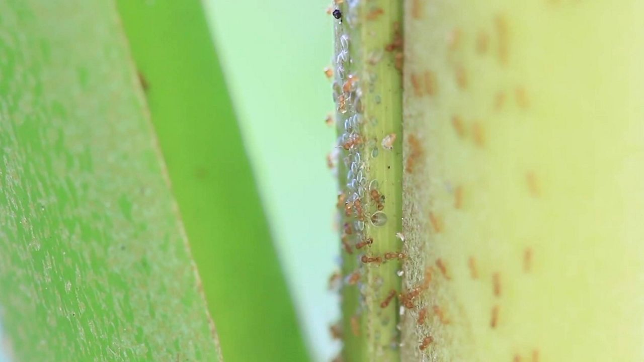 Outside Hawaii: The fire ant and Gorilla ogo