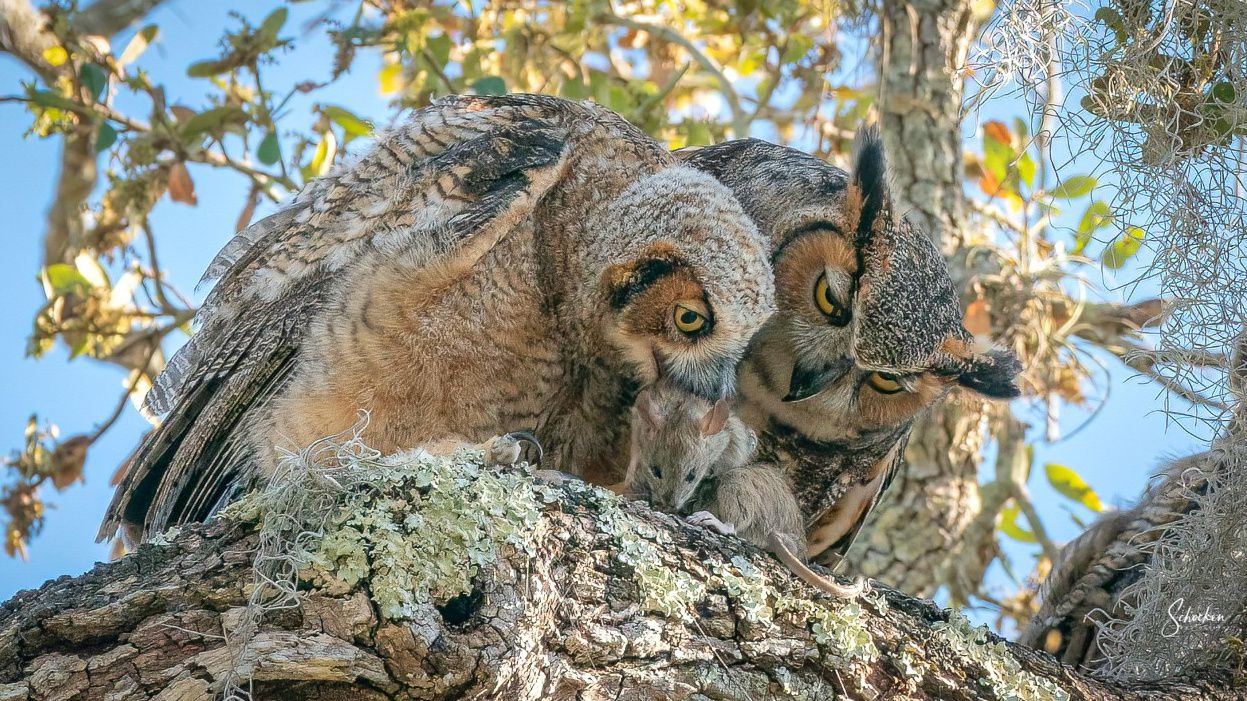 St. Pete to test less toxic rat poison following owl deaths