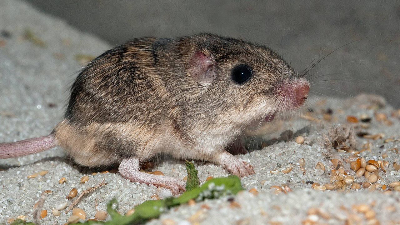 Tiny California mouse sets new world record for longevity