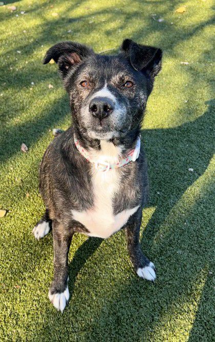 Summit Humane Society offers vets free animal adoptions