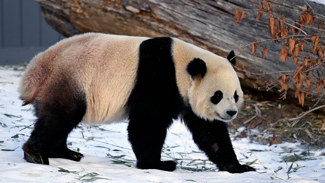 Giant pandas return to Smithsonian National Zoo