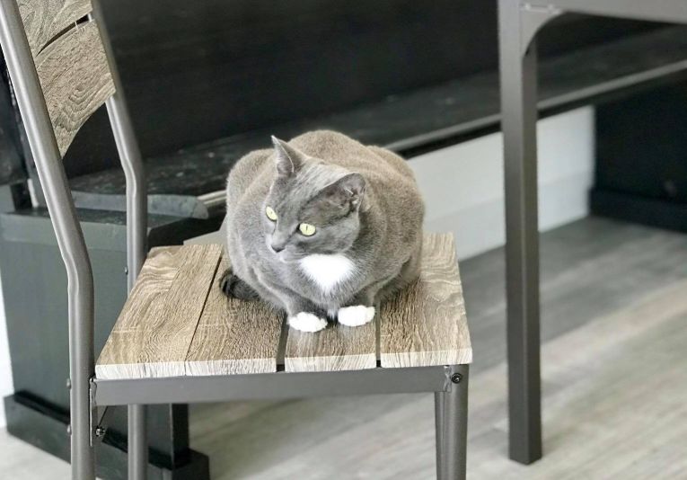 Cat café opens up in Appleton